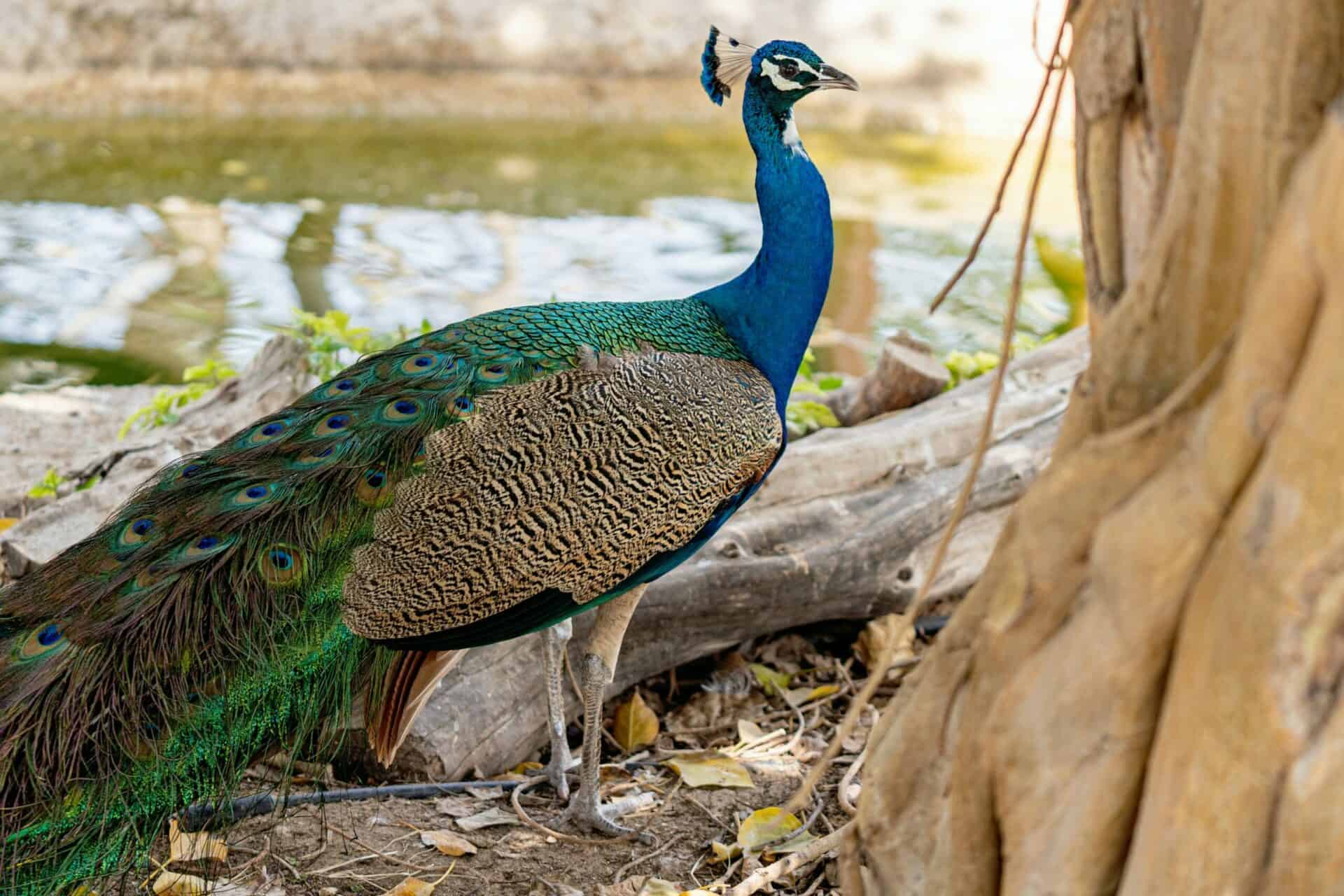 Peacock Calls Explained: What Does A Peacock Really Sound Like?
