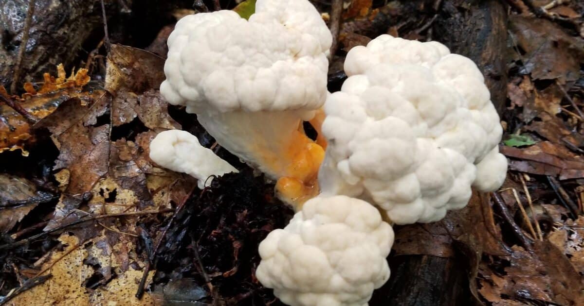 Is Cauliflower Mushroom Good For You? Experts Weigh In — Ecowiser
