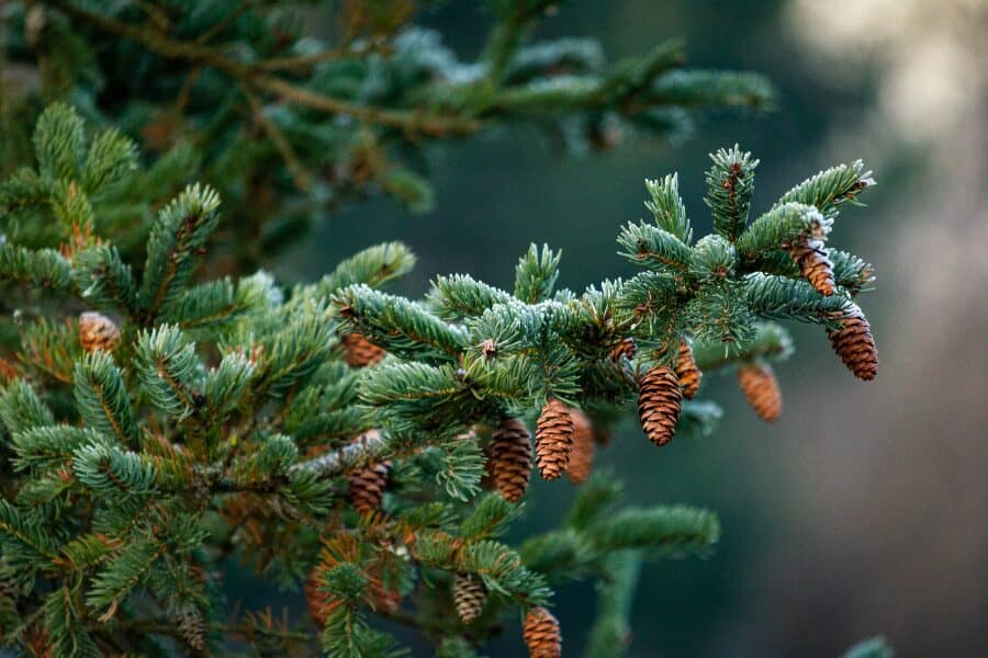 Spruce Trees: Identification, Benefits, And 3 Uses | A Complete Guide ...