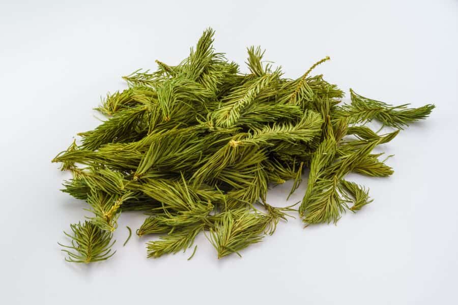 Spruce Trees: Identification, Benefits, And 3 Uses | A Complete Guide ...