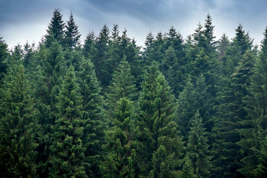 Spruce Trees: Identification, Benefits, And 3 Uses | A Complete Guide ...