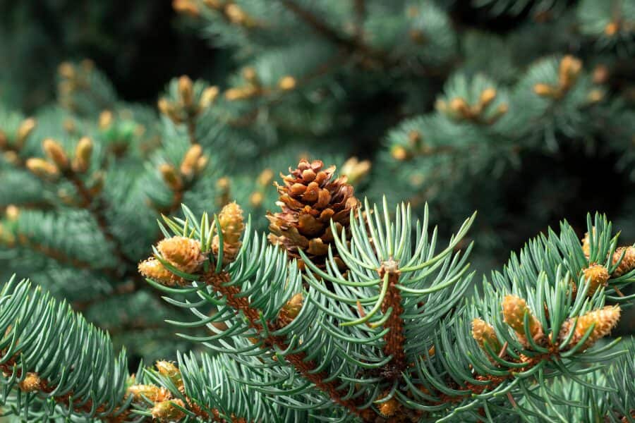 Spruce Trees: Identification, Benefits, And 3 Uses | A Complete Guide ...