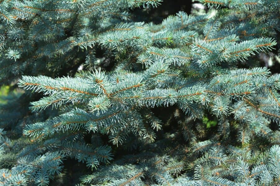 Spruce Trees: Identification, Benefits, And 3 Uses | A Complete Guide ...