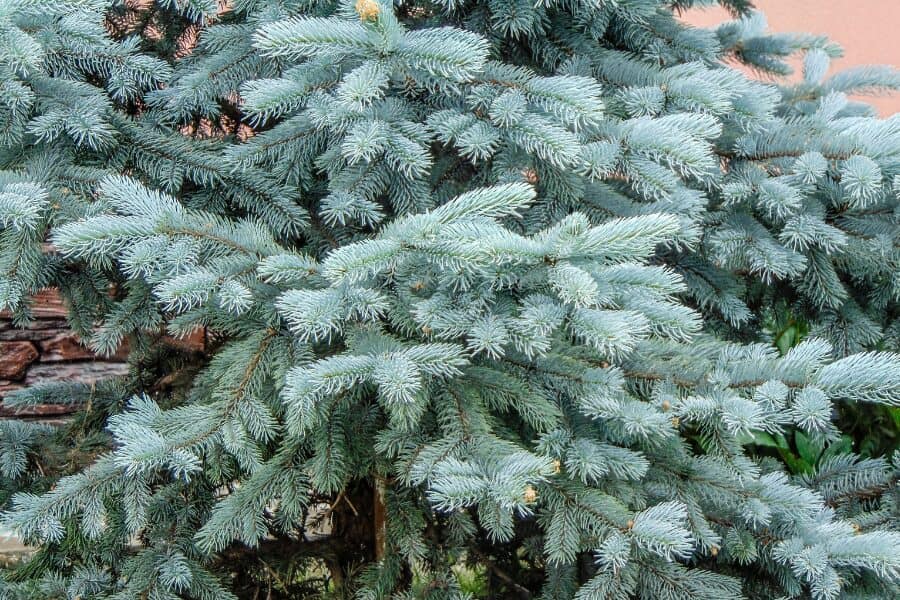Spruce Trees: Identification, Benefits, And 3 Uses | A Complete Guide ...