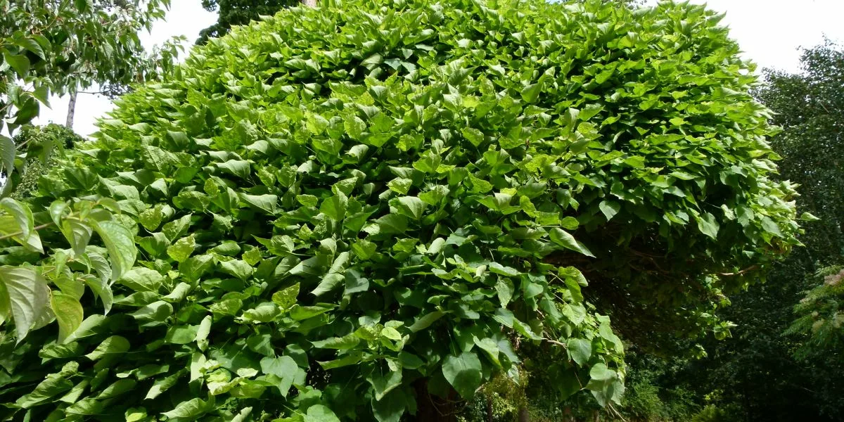 Growing Catalpa Trees In Your Backyard: 5 Easy Steps To Follow — Ecowiser